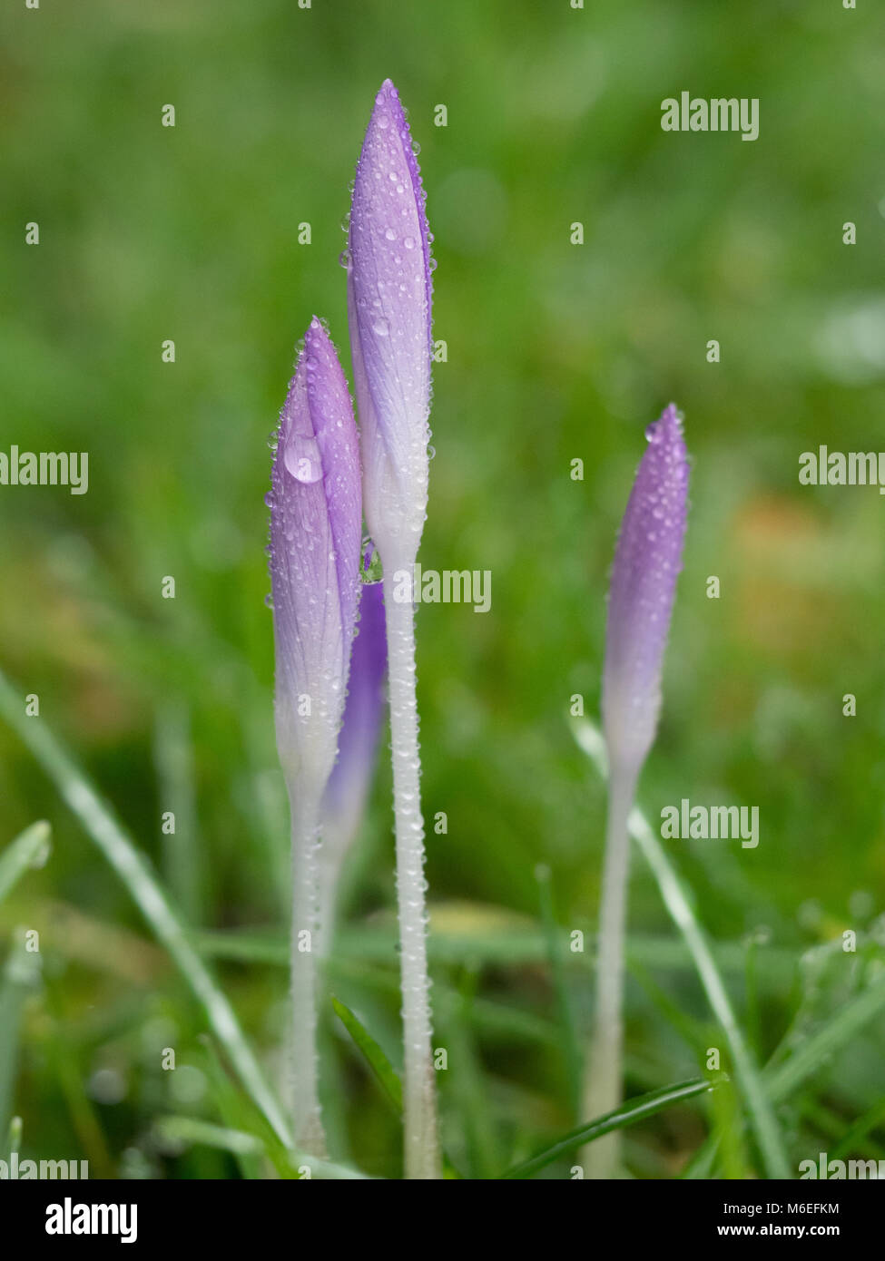 A group of crocus bud buds flowers close up macro with rain drops and ...