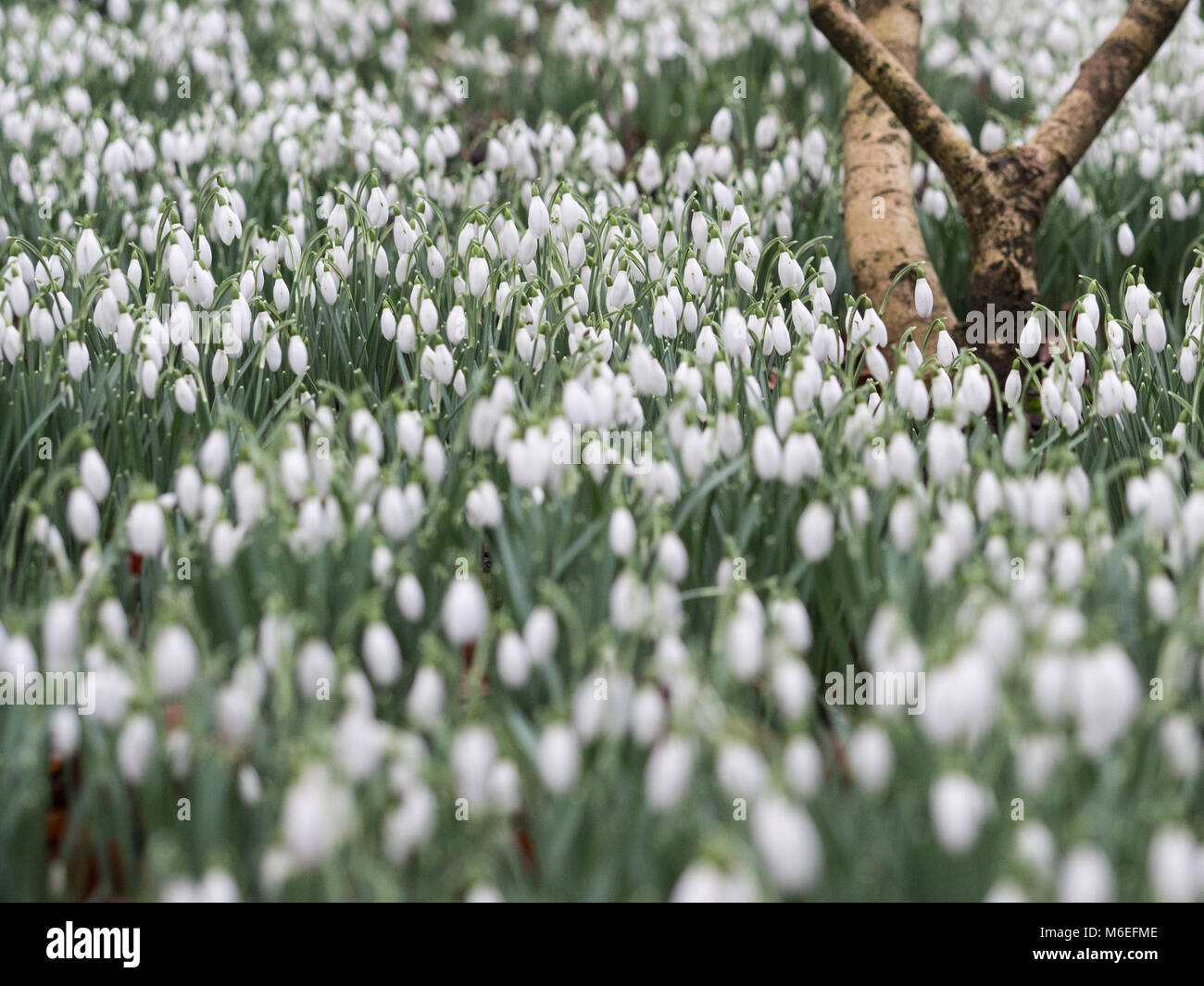 Snowdrops in a field with a tree Stock Photo - Alamy