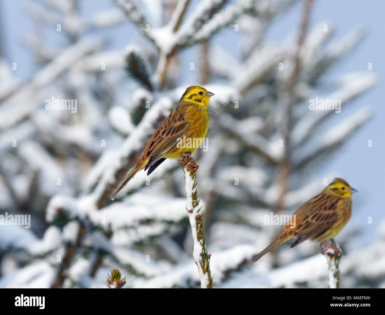 Yellow Hammer Bird High Resolution Stock Photography and Images - Alamy