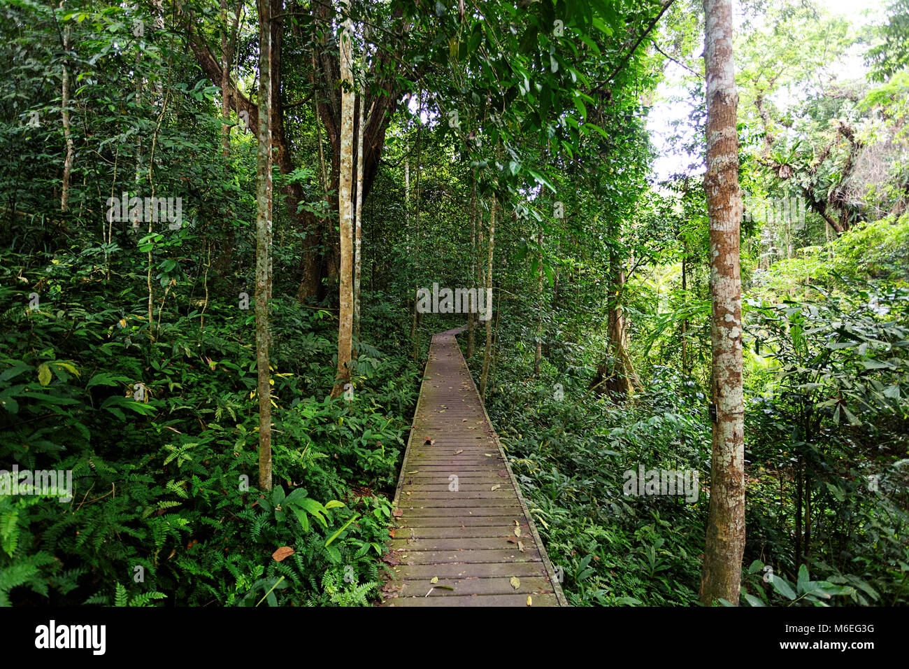 Young boy walking on wooden path to canopy walk in Taman Negara ...