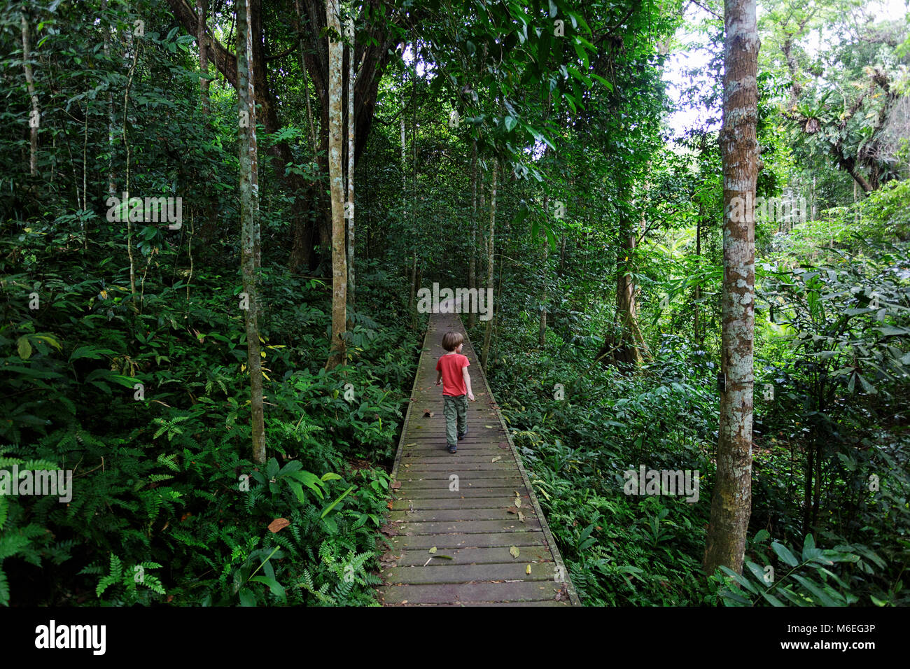 Young boy walking on wooden path to canopy walk in Taman Negara ...
