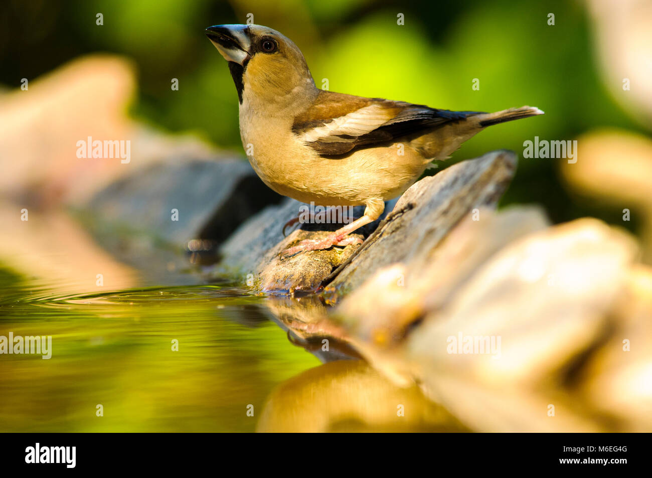 Hawfinch (coccothraustes coccothraustes) female drinking Stock Photo ...