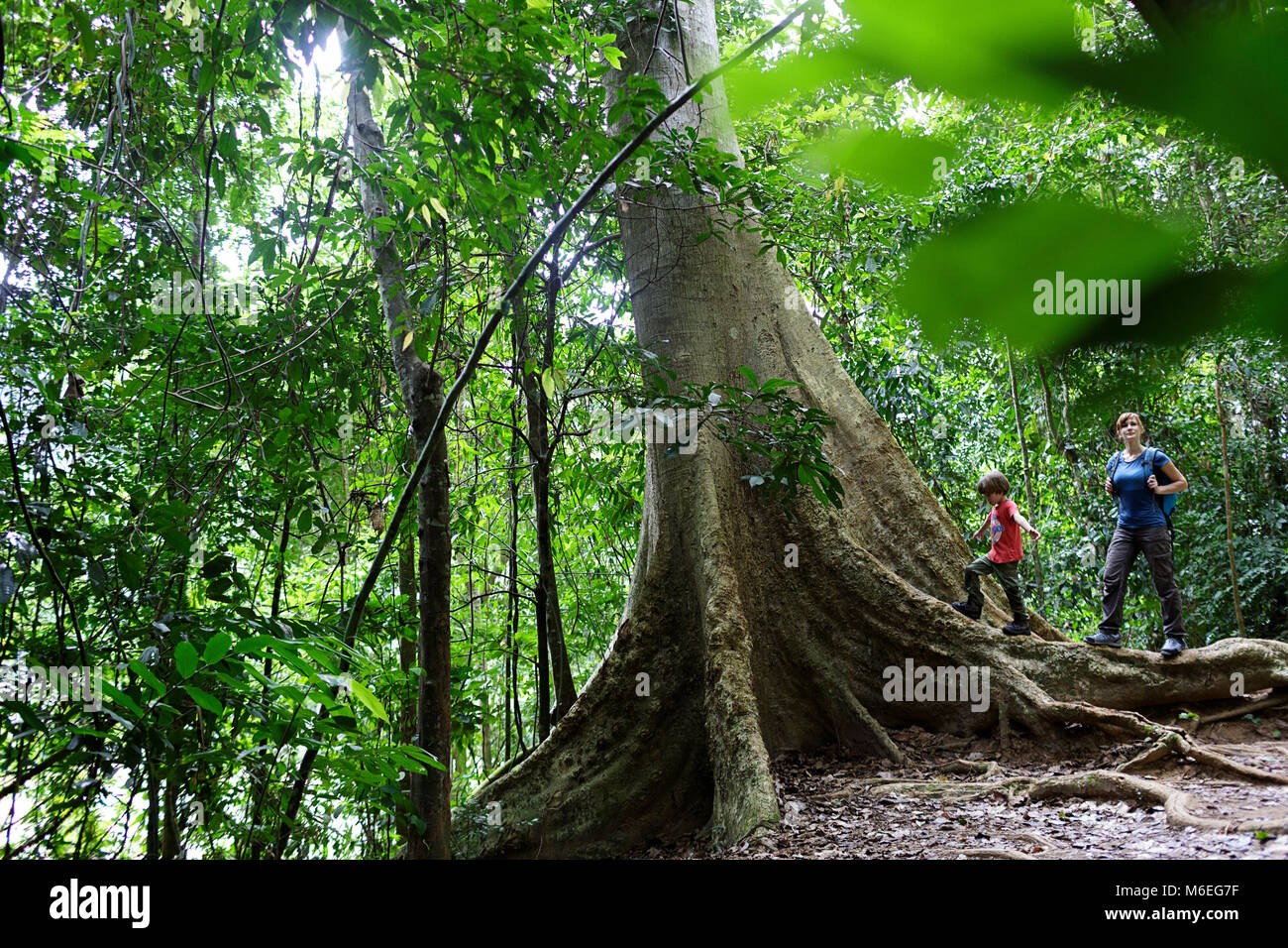 Mother and child standing by big tree on the way to Berkoh Lata, Taman ...