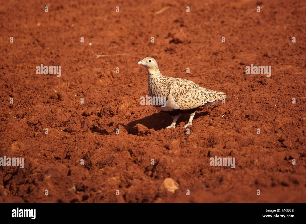 Black bellied sandgrouse hi-res stock photography and images - Alamy