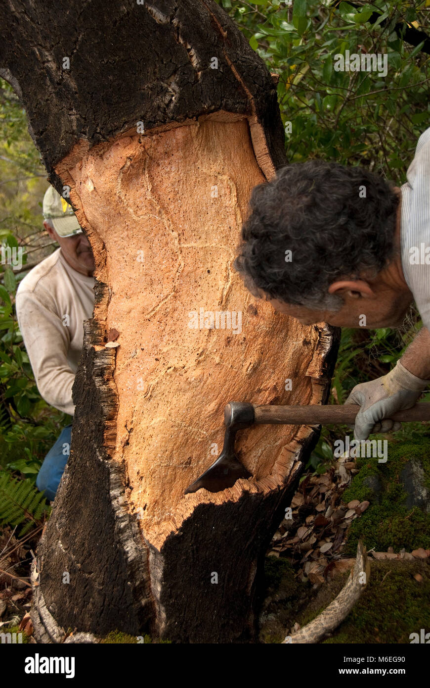 CORK OAK, MEN WORKING IN CORK HARVEST (Quercus suber Stock Photo - Alamy