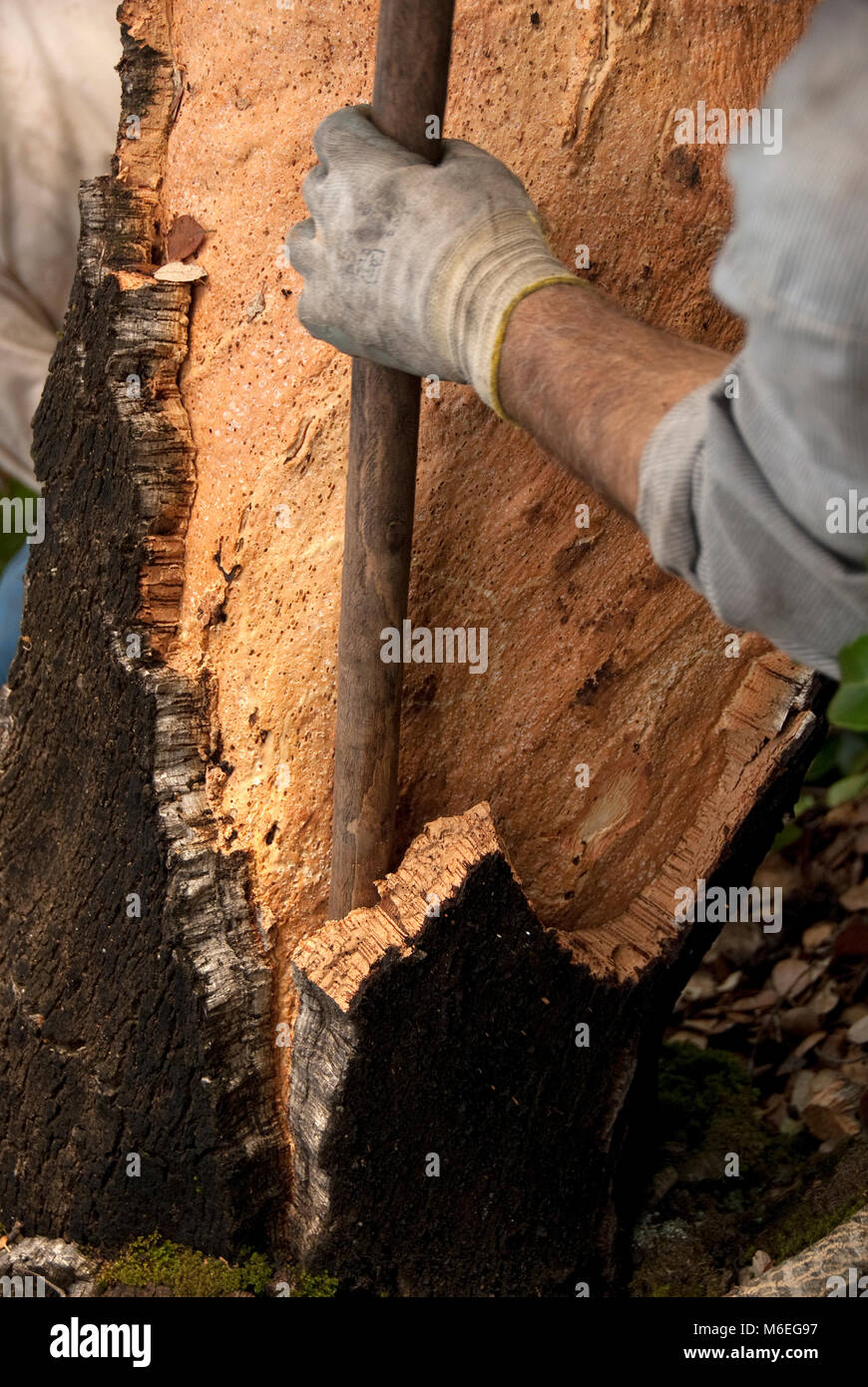 CORK OAK, MEN WORKING IN CORK HARVEST (Quercus suber Stock Photo - Alamy