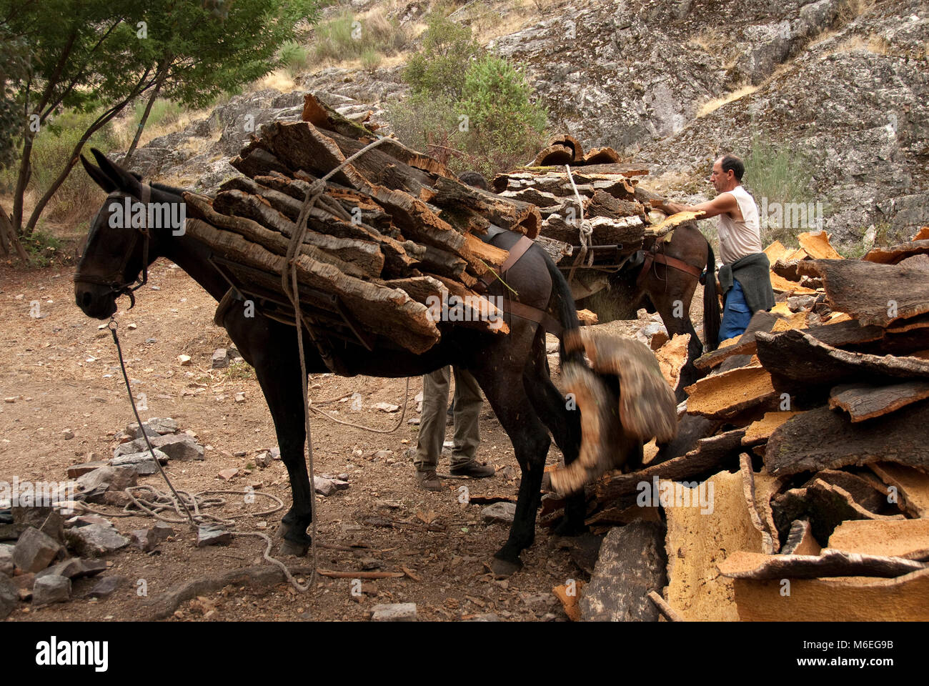 Mammals of spain hi-res stock photography and images - Alamy