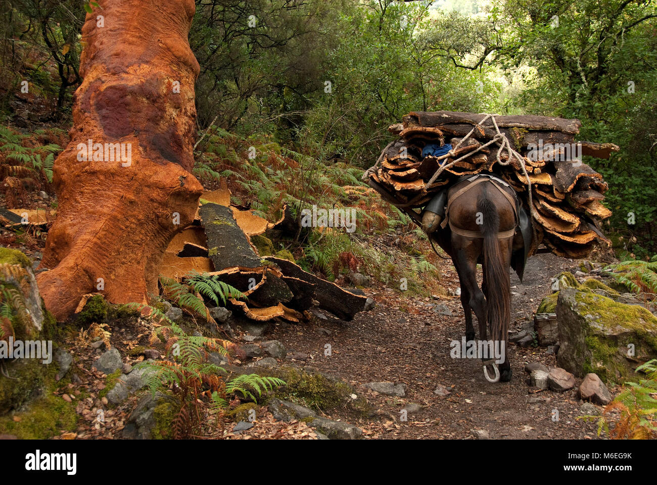 Mammals of spain hi-res stock photography and images - Alamy