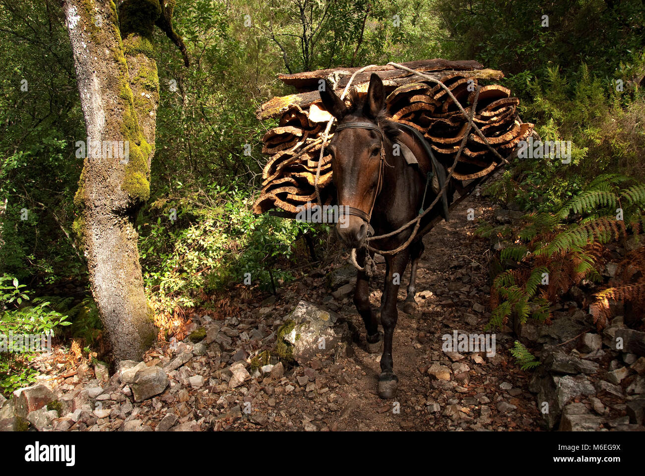 Mammals of spain hi-res stock photography and images - Alamy