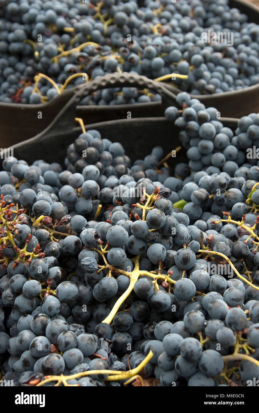 Grapes transportation hi-res stock photography and images - Alamy
