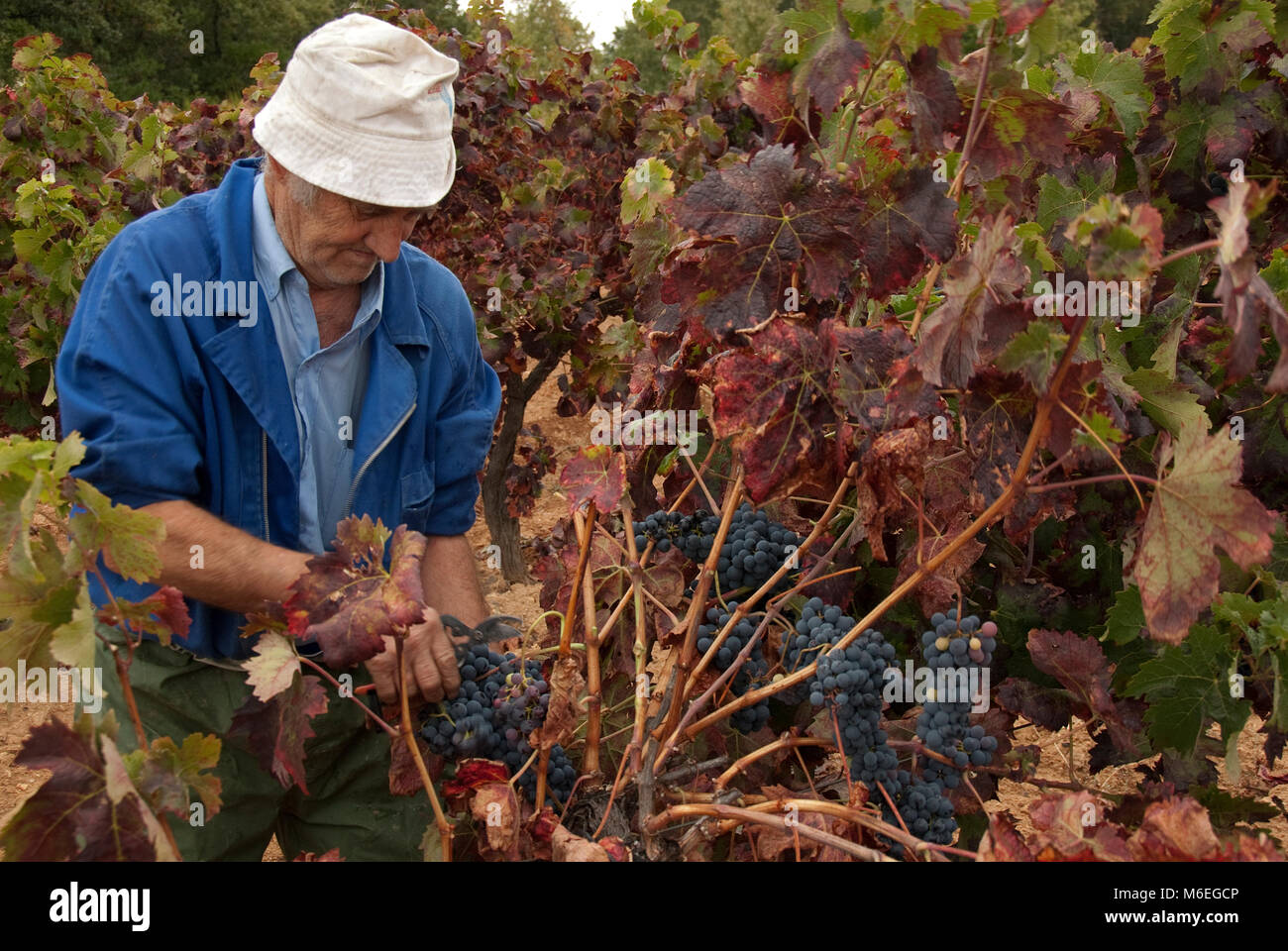 MAN COLLECTING GRAPES OF GRAPE FOR WINE, HARVESTING Stock Photo - Alamy