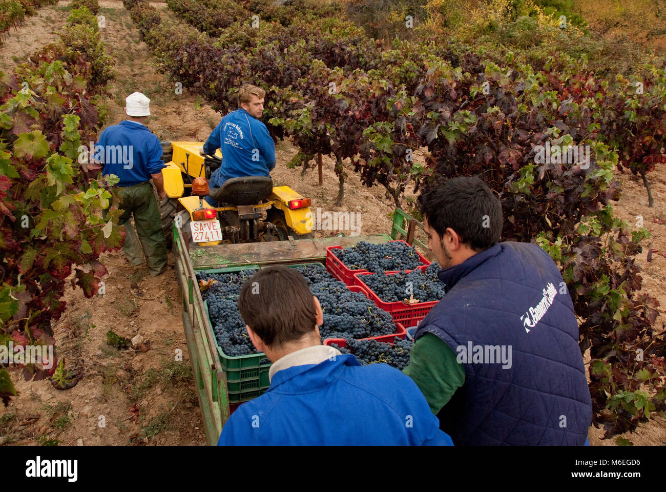 GRAPE AND TOOL FOR HARVESTING THE GRAPE FOR WINE BY THE VINEYARD Stock ...