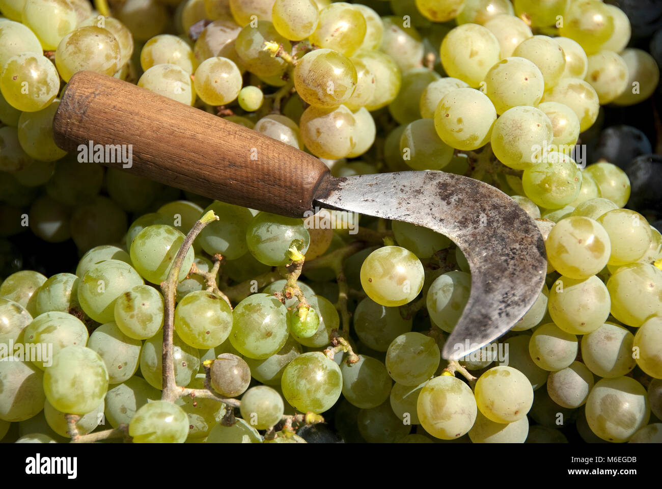 GRAPE AND TOOL FOR HARVESTING Stock Photo - Alamy