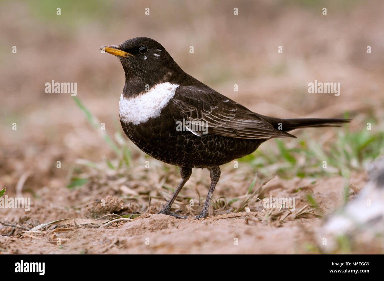 RING OUZEL, perched on the floor of a cereals field (Turdus torquatus ...
