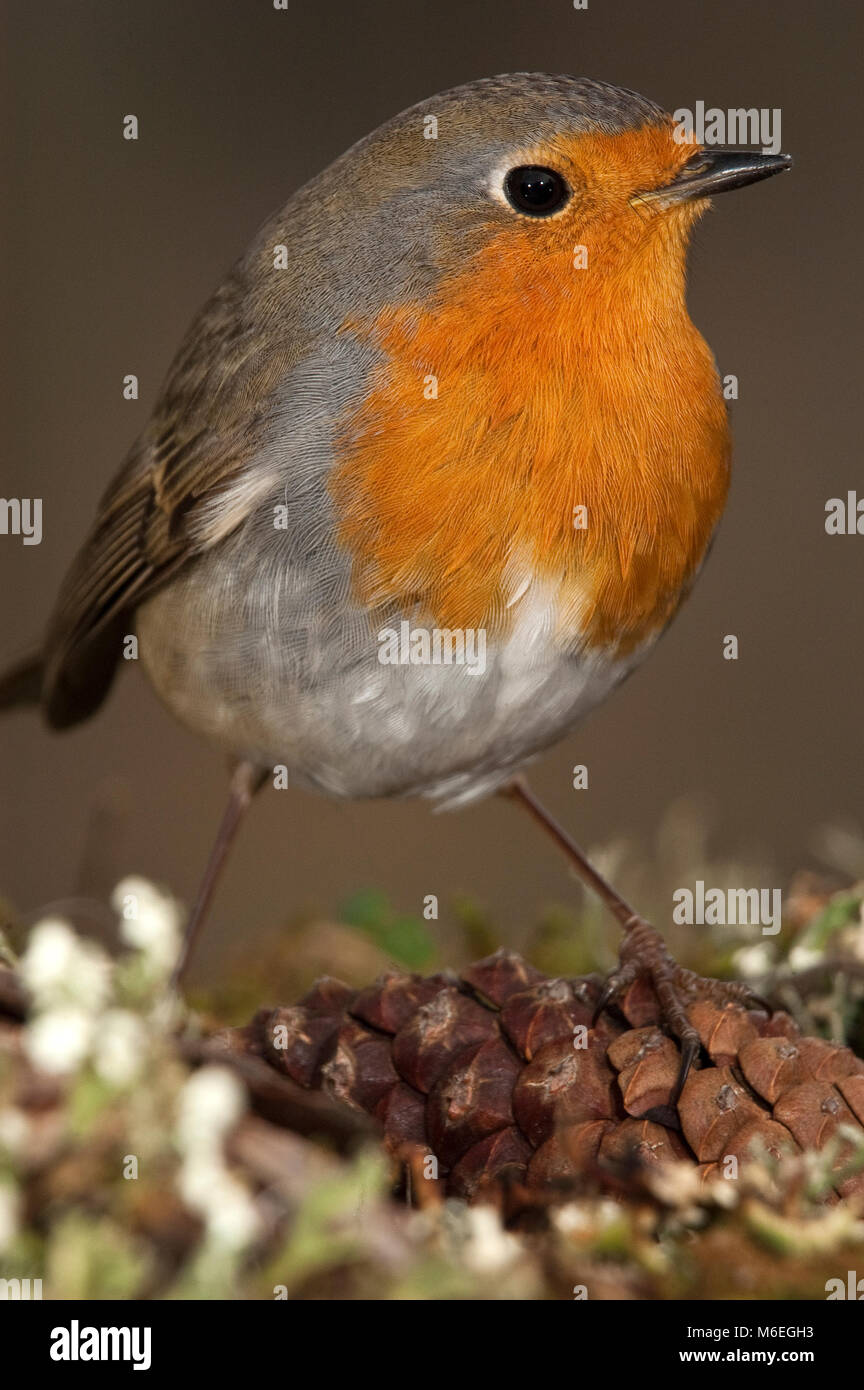 Bird robin face hi-res stock photography and images - Alamy