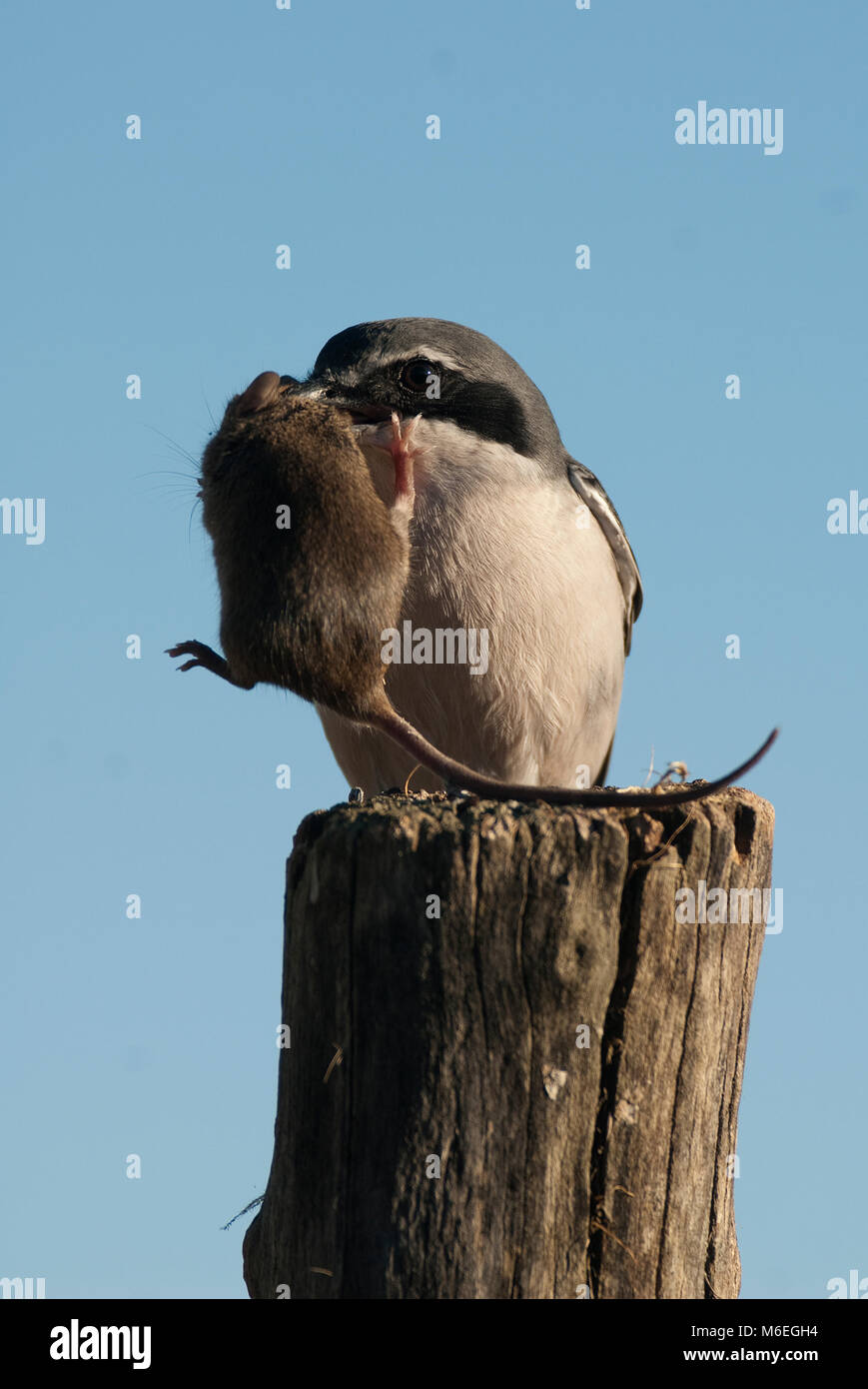 Southern Grey Shrike eating a mouse (Lanius meridionalis Stock Photo ...