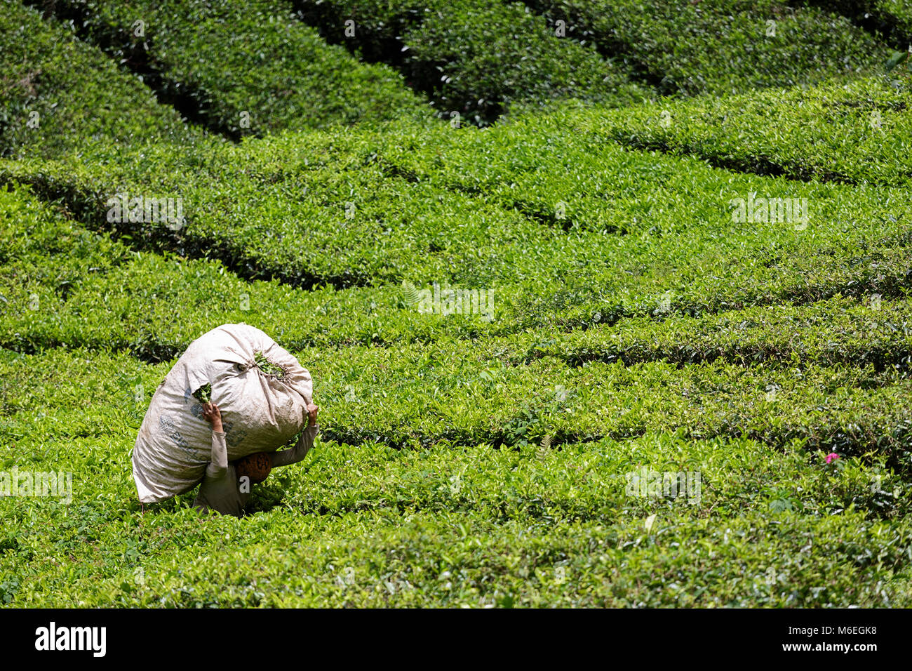 Tea bag tree hi-res stock photography and images - Alamy