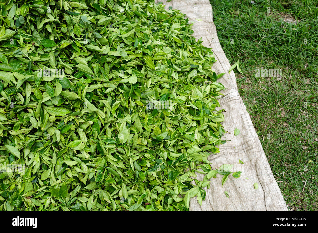 Leaf leaves close up detail hi-res stock photography and images - Alamy
