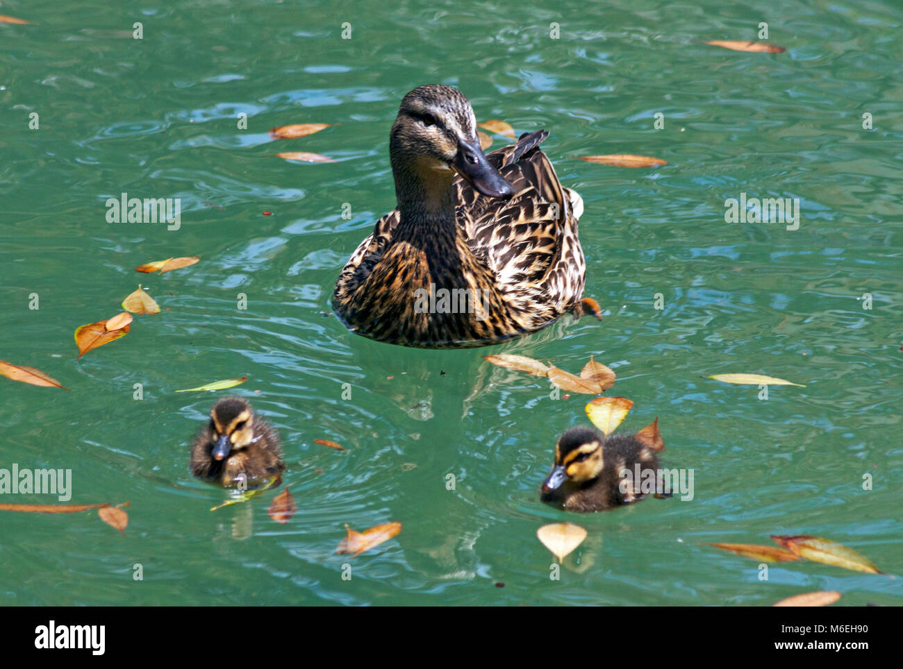 Duck with ducklings floating on the water Stock Photo - Alamy