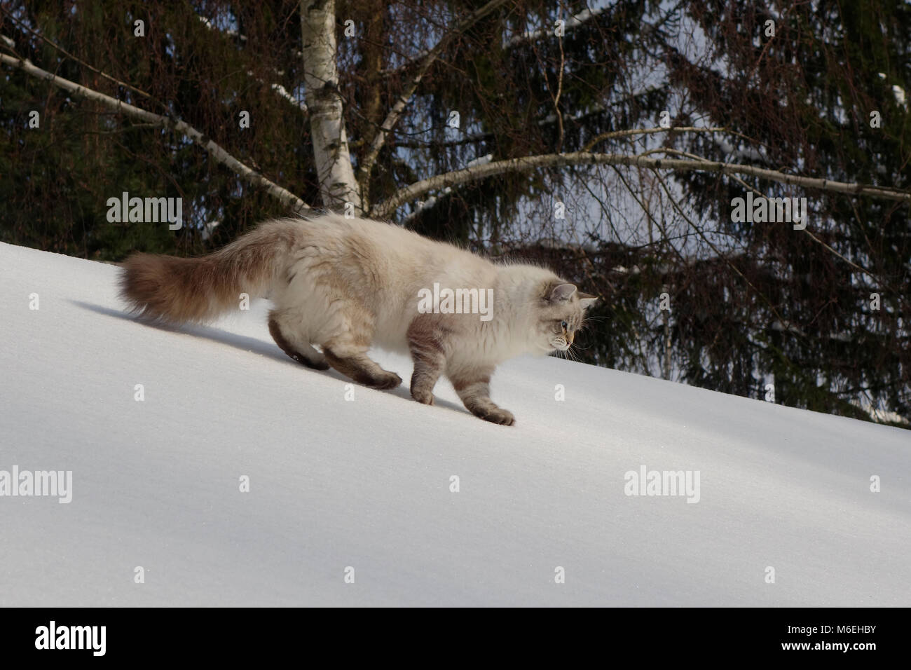 Domestic Siberian Neva Masquerade cat walks on white icy sloop Stock ...
