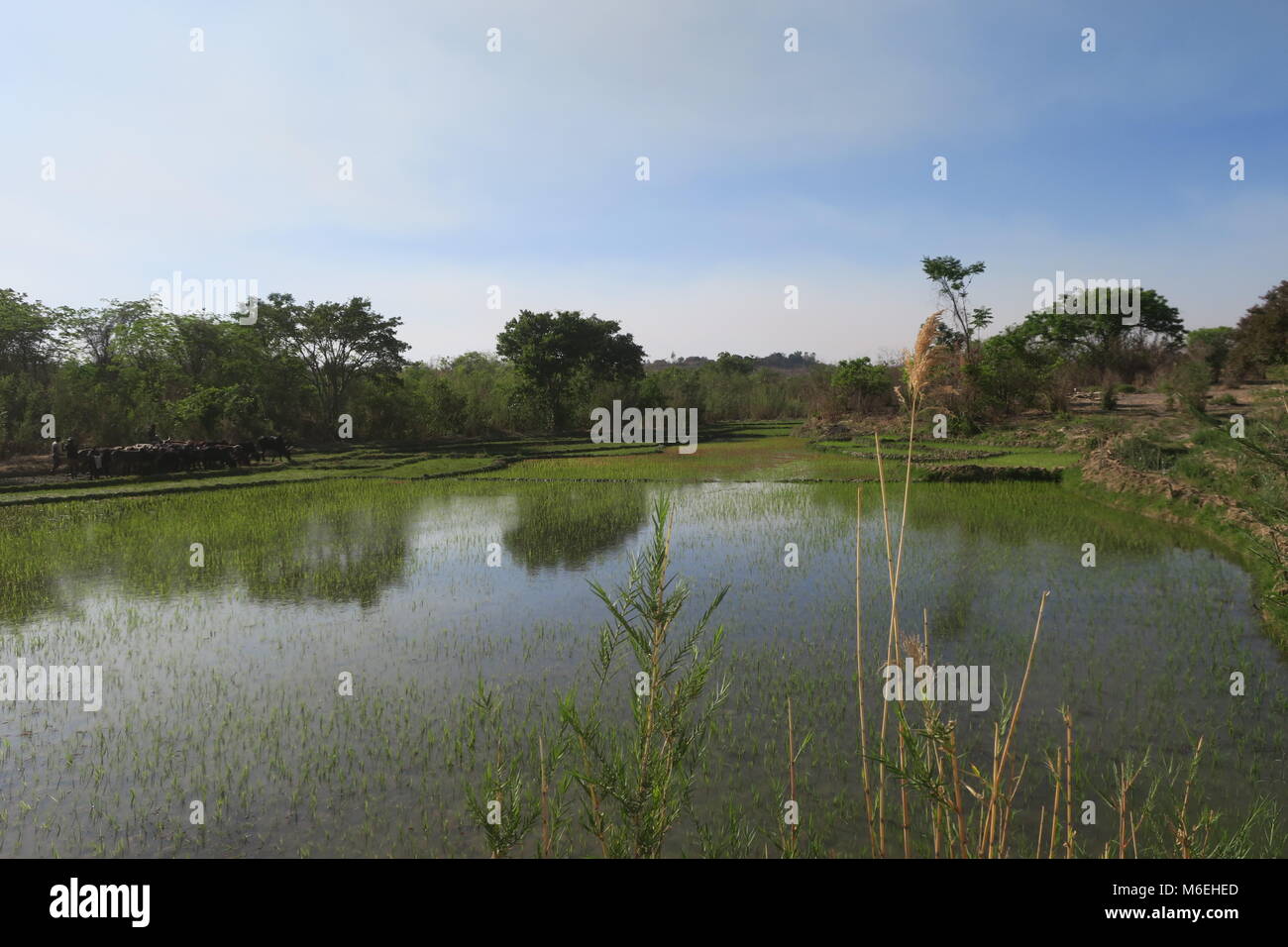 Colorful nature of Madagascar island Stock Photo - Alamy
