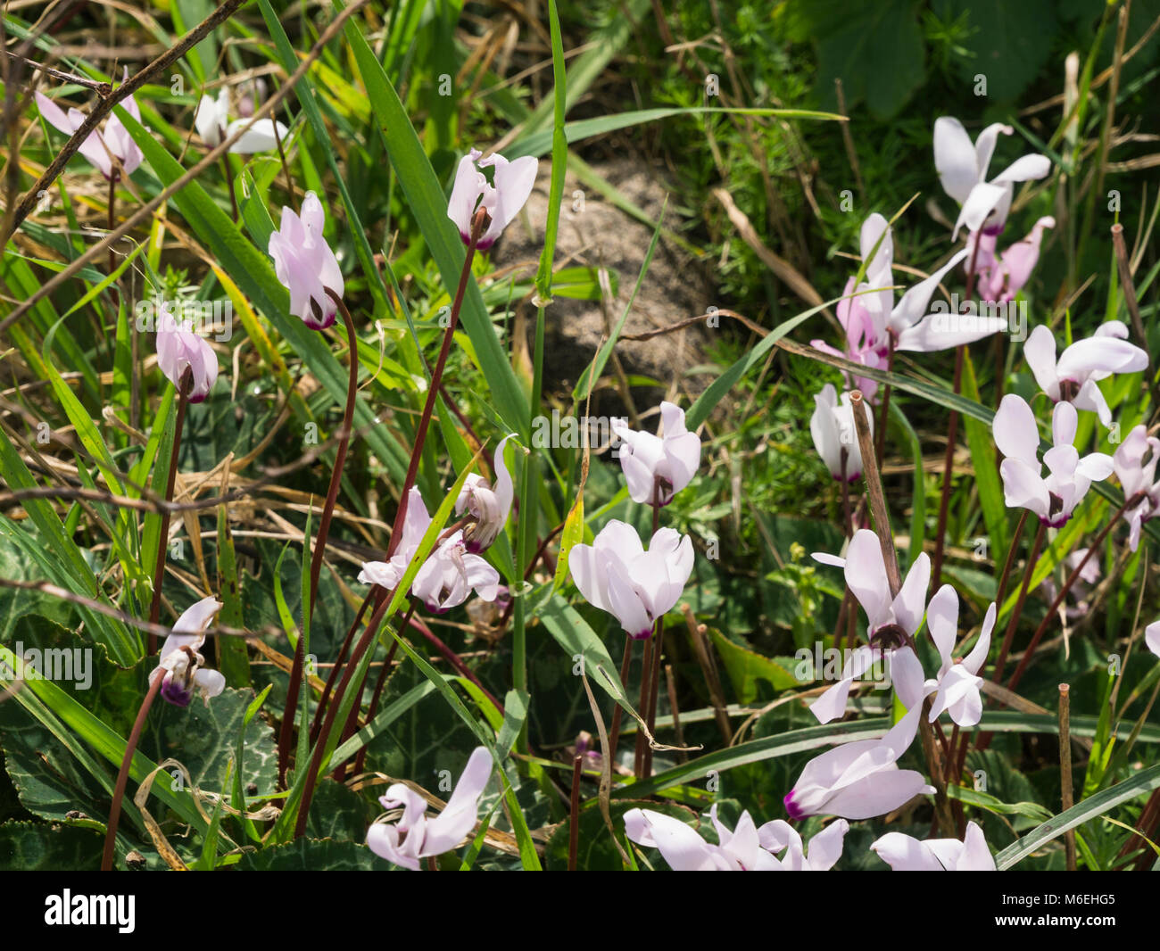 Delicate pink cyclamen growing wild in Cyprus the national plant of the ...
