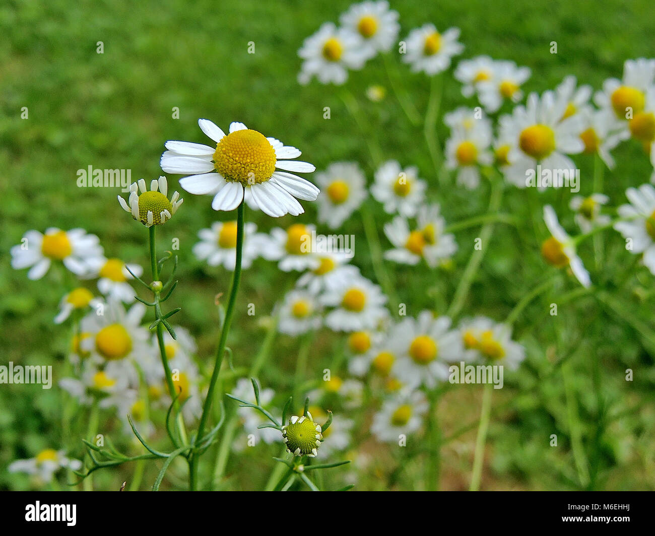 Camomile blooms hi-res stock photography and images - Alamy