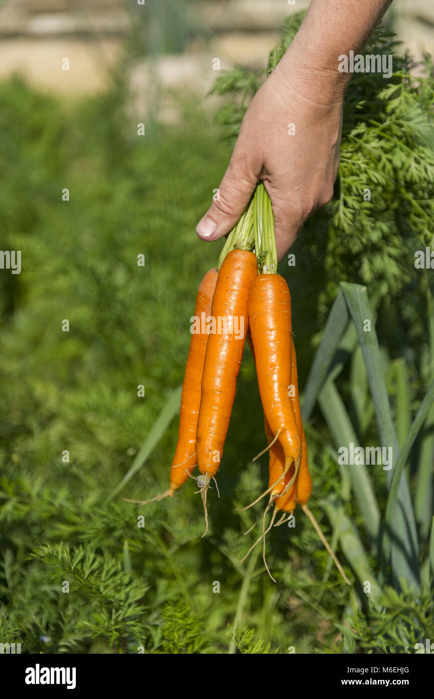 Carots garden 4 Stock Photo - Alamy