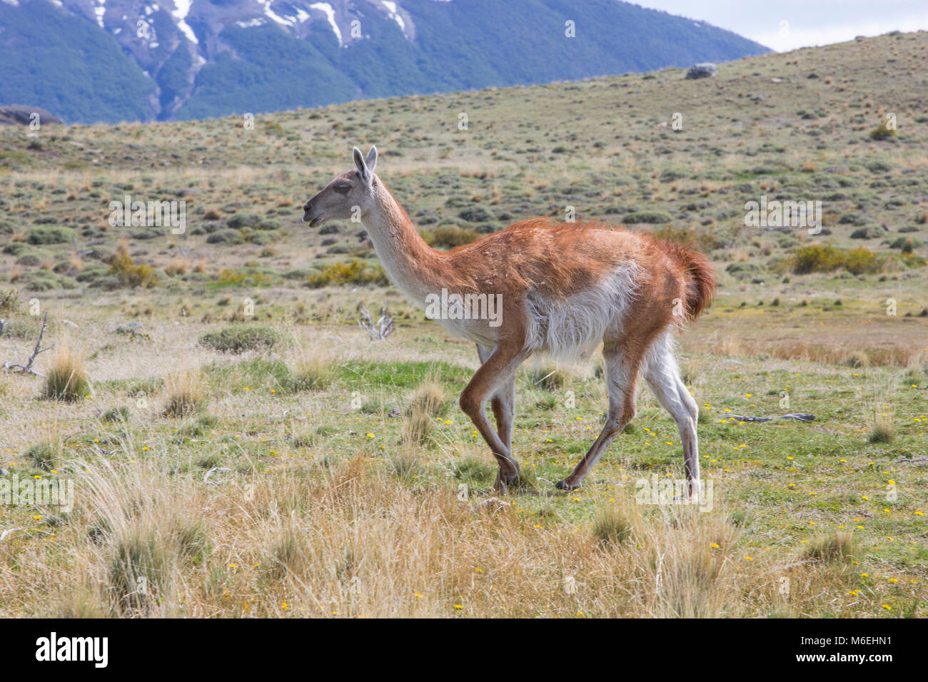 Guanaco Patagonia Chile Stock Photos & Guanaco Patagonia Chile Stock ...