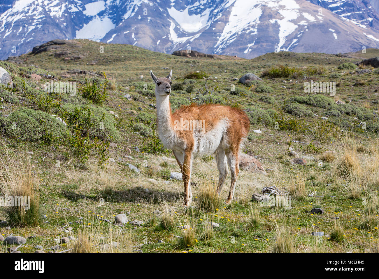 A Guanoco/Guanaco running wild in Patagonia, Chile Stock Photo - Alamy