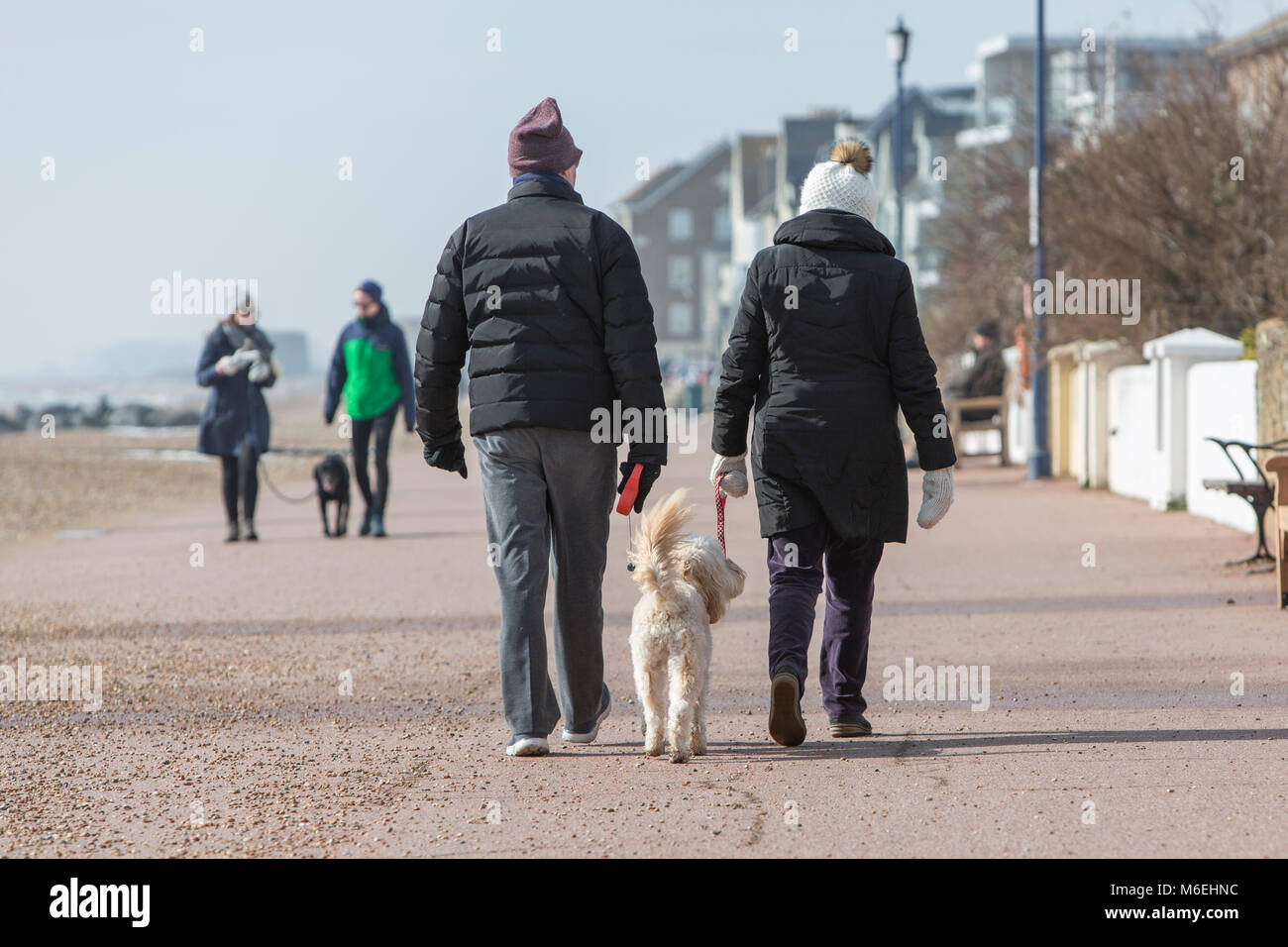 Dog walkers on a cold and windy day Stock Photo - Alamy