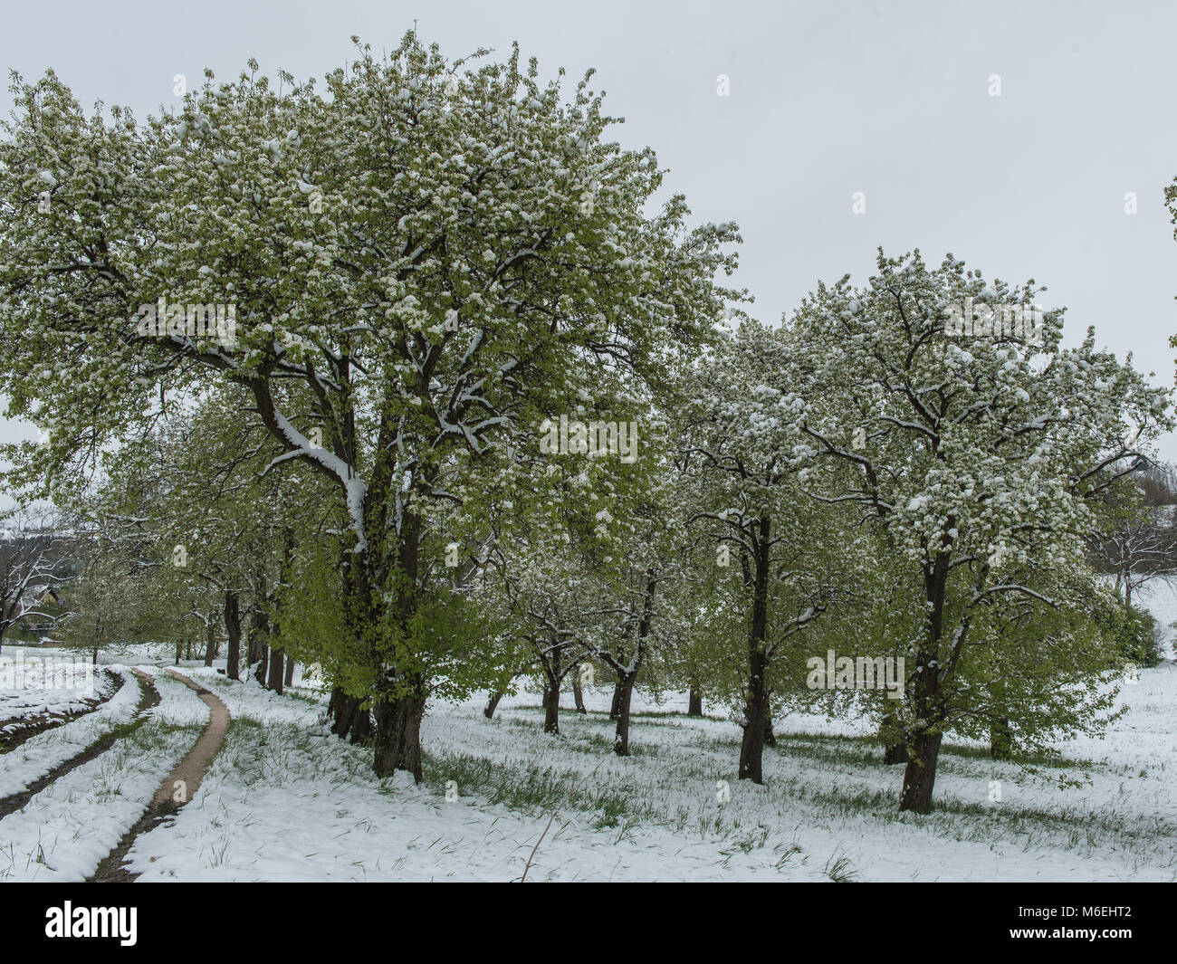 Late winter cider fruit 4 Stock Photo - Alamy