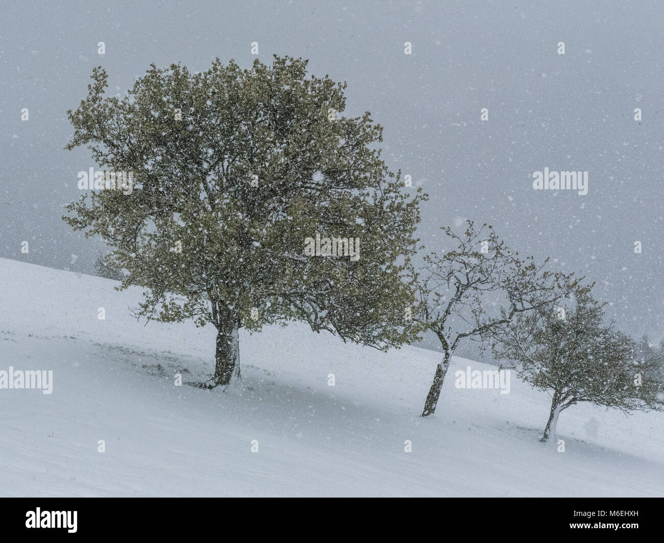 Late winter cider fruit 17 Stock Photo - Alamy