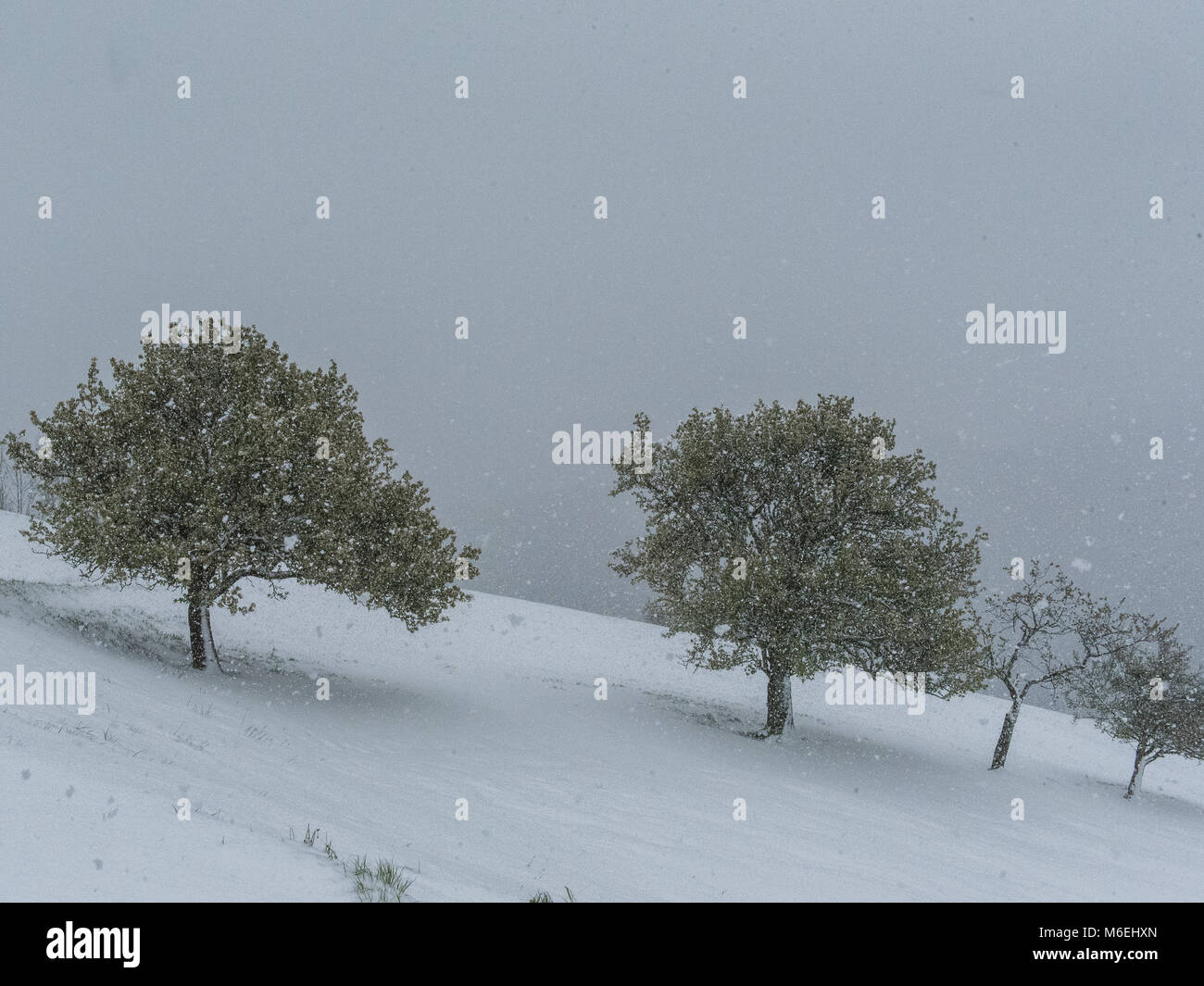 Late winter cider fruit 18 Stock Photo - Alamy