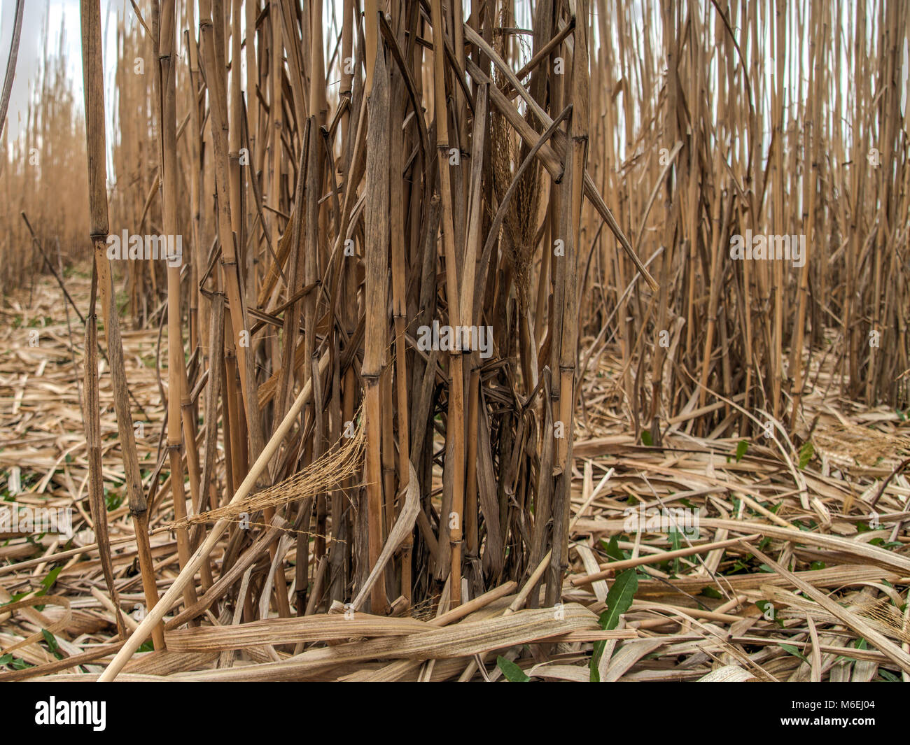 Miscanthus harvest ripe 2 Stock Photo - Alamy