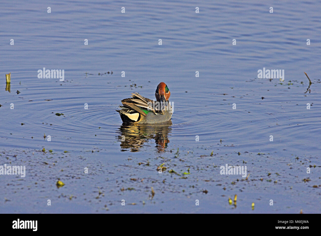 Catcott nature reserve hi-res stock photography and images - Alamy