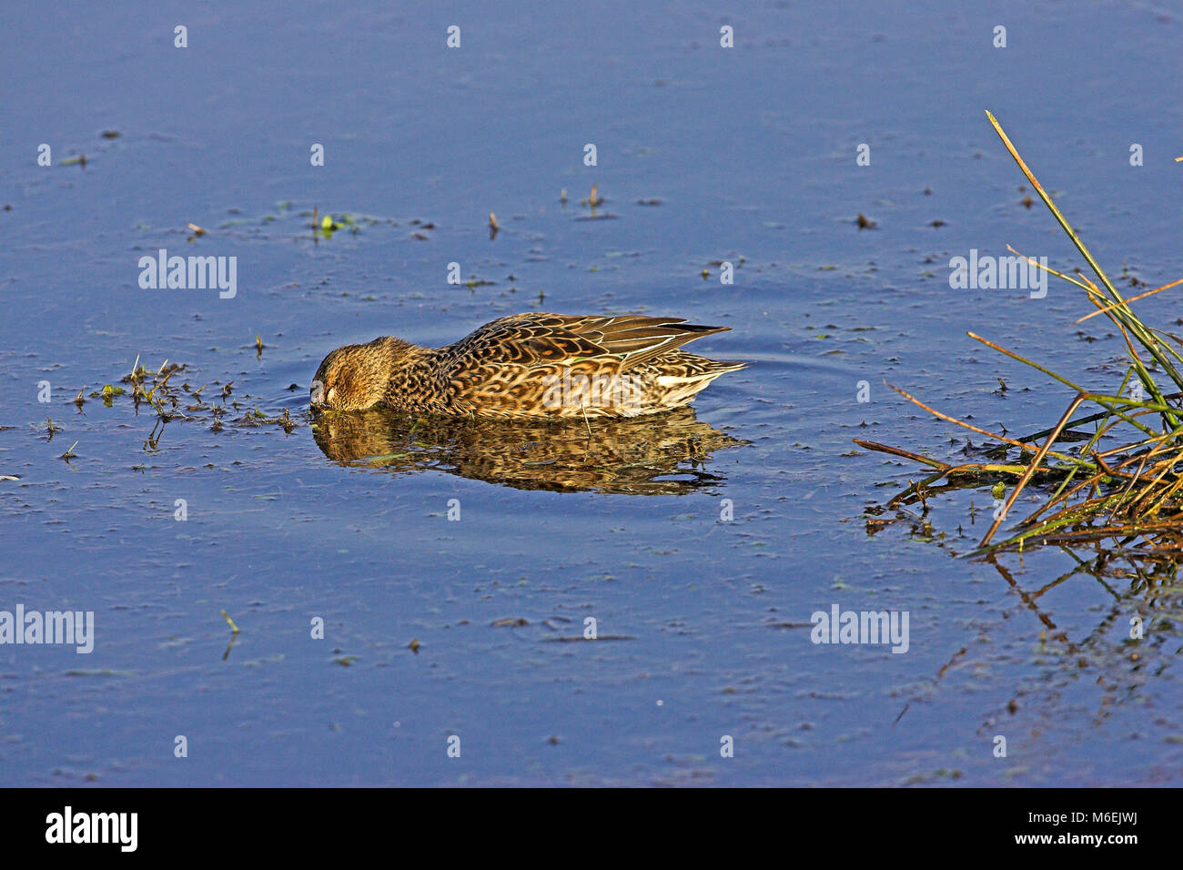 Catcott nature reserve hi-res stock photography and images - Alamy