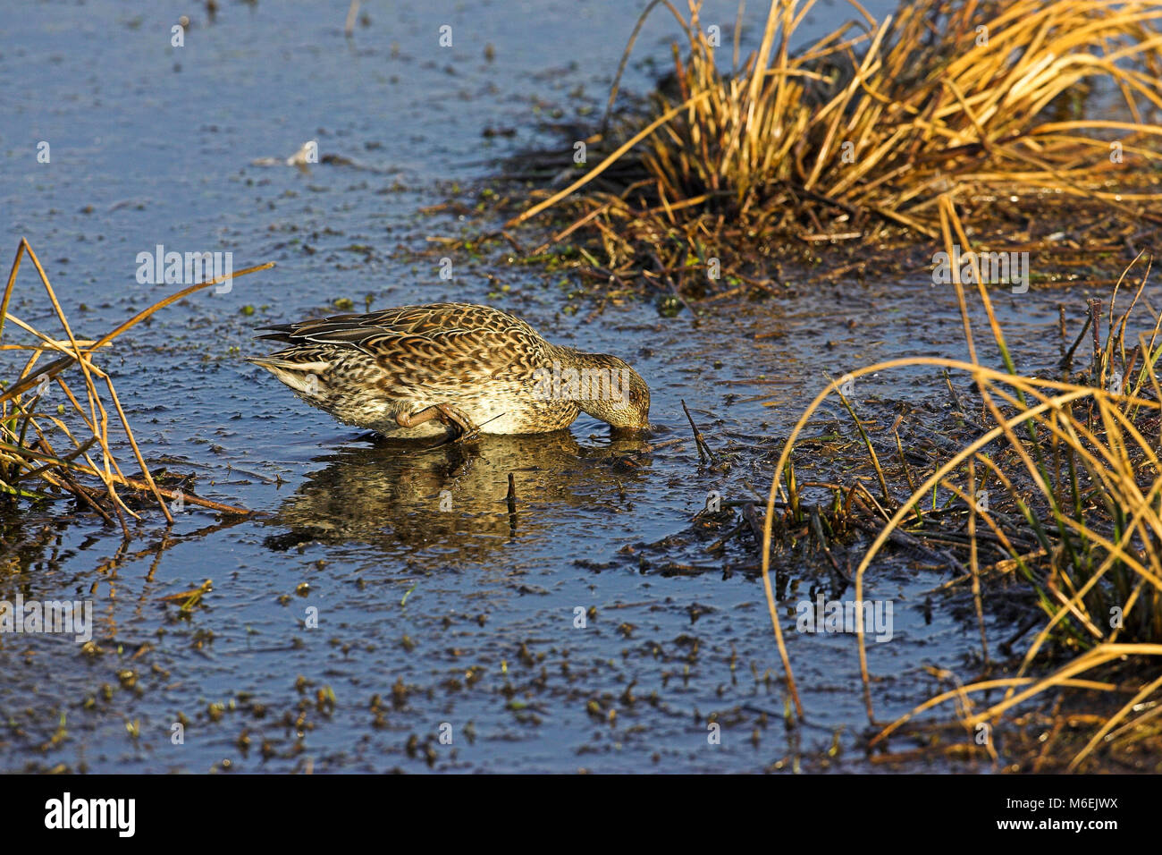 Common teal Anas crecca femmale feeding in shallow water Catcott Lows ...