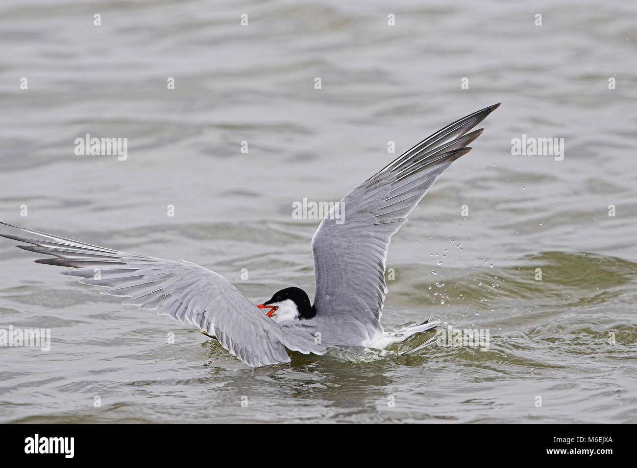 Common tern Sterna hirundo adult diving into water Brownsea Island ...