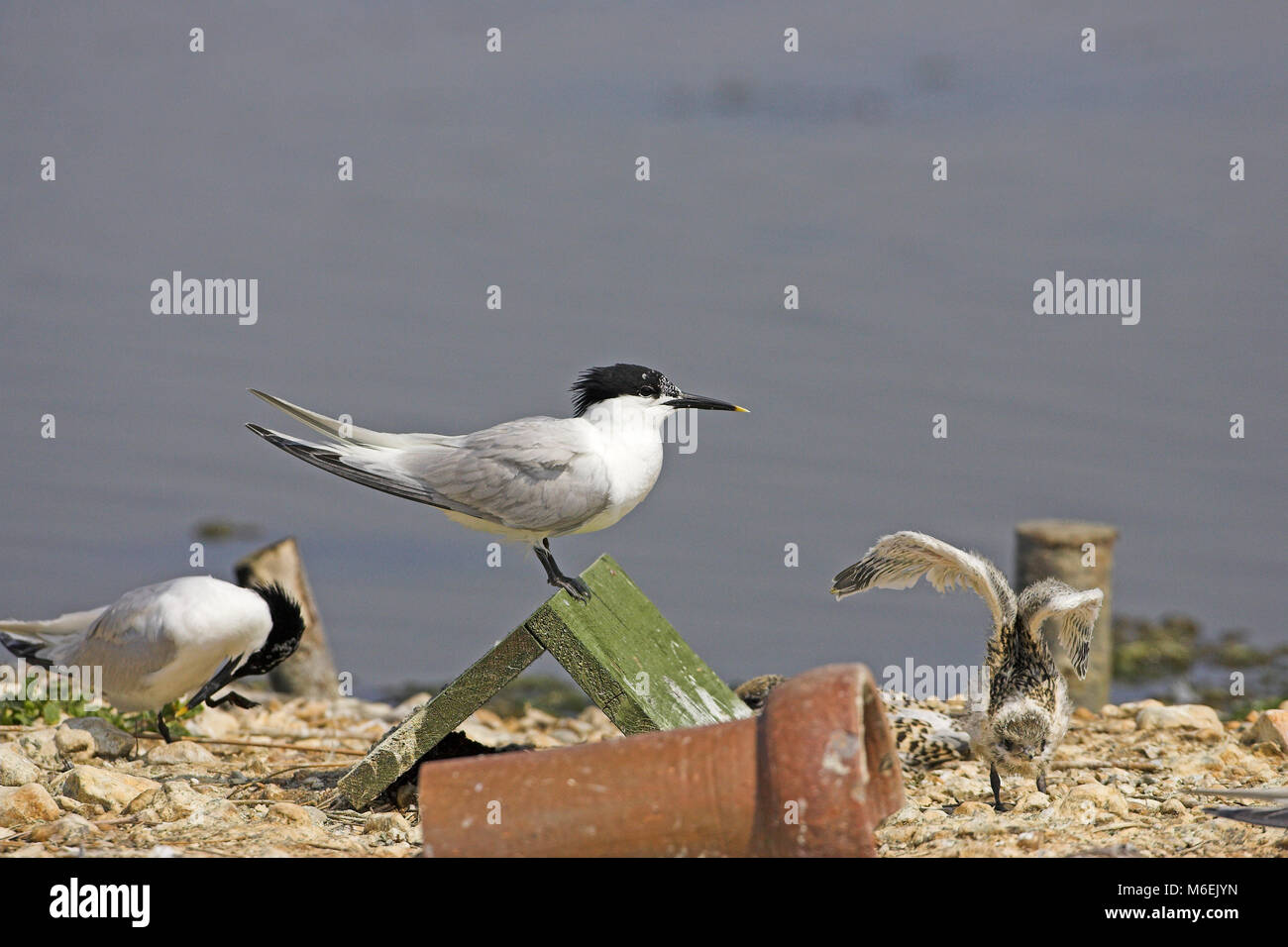 Sandwich tern Sterna sandvicensis adult standing on chick shelterin ...