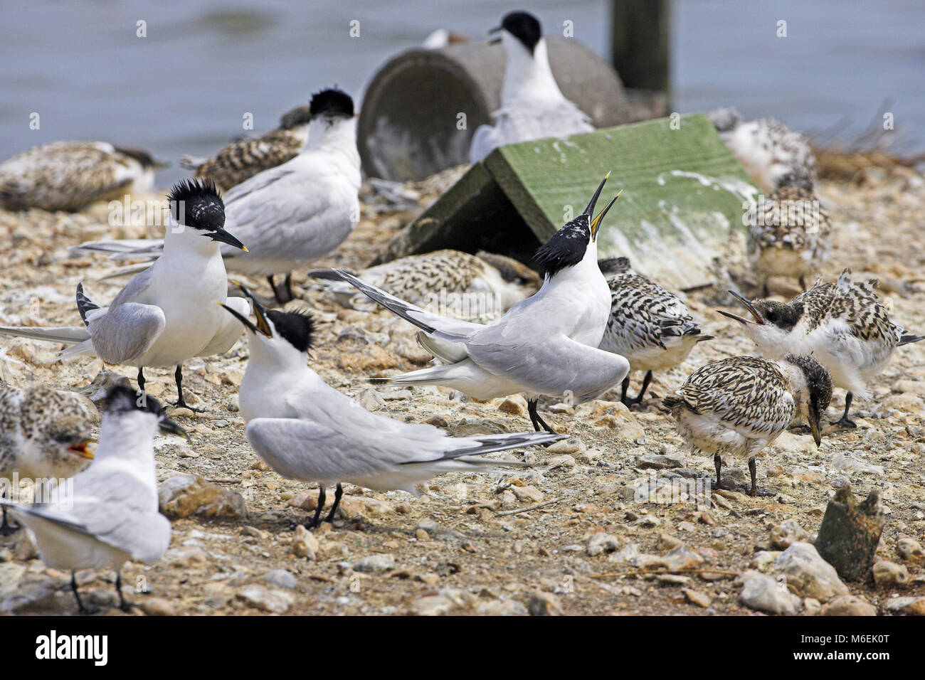 Sandwich tern Sterna sandvicensis in breeding colony Brownsea Island ...