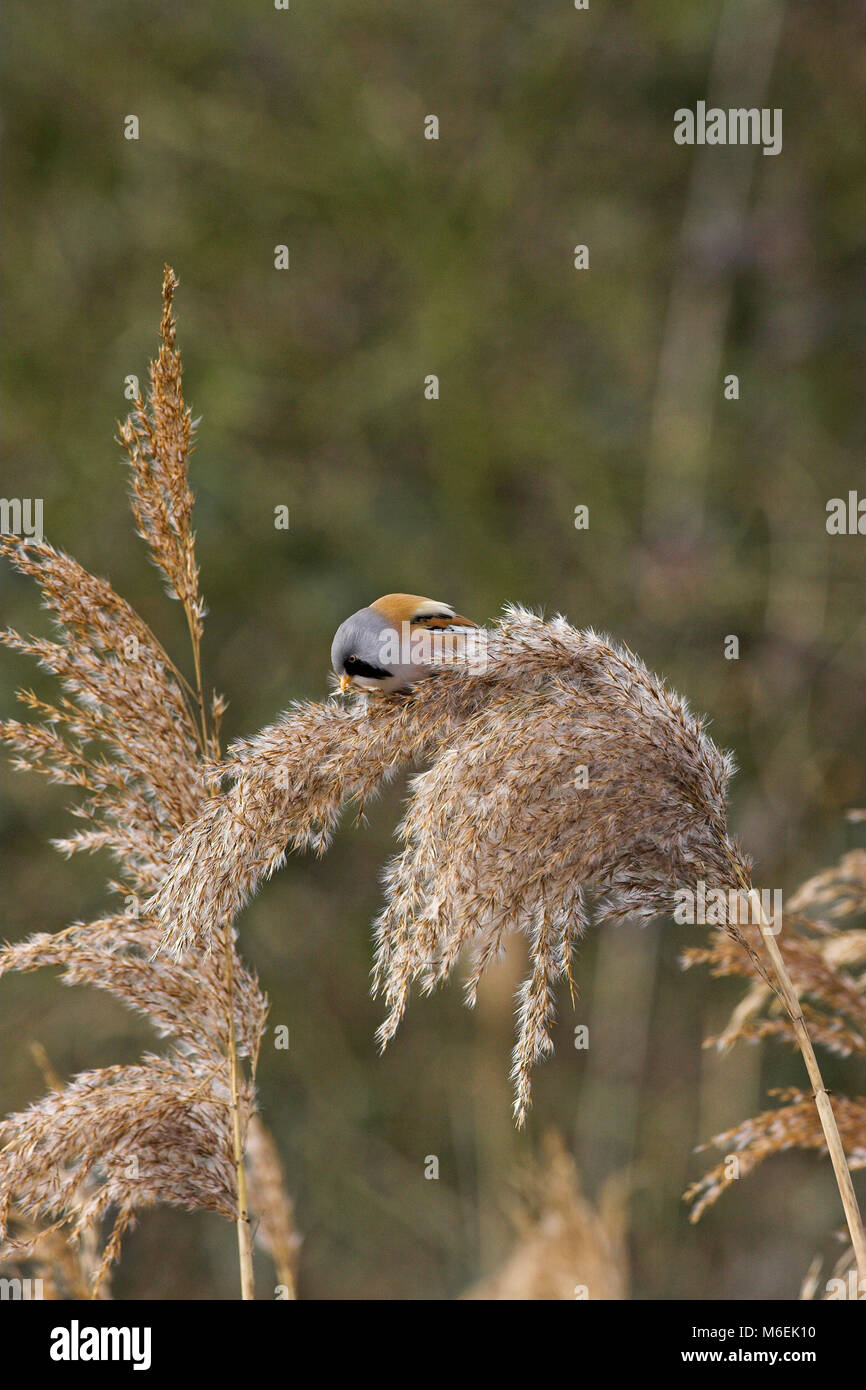 Bearded tit Panurus biarmicus in reed bed setting in winter Radipole ...