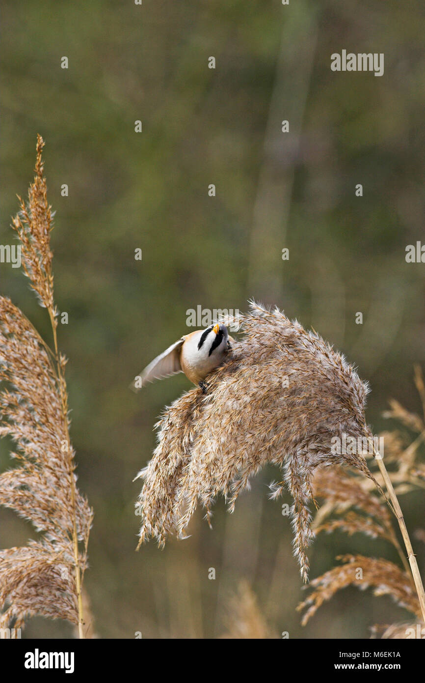 Bearded tit Panurus biarmicus in reed bed setting in winter Radipole ...