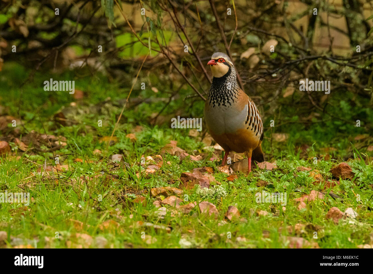Red-legged partridge (Alectoris rufa), couple Stock Photo - Alamy