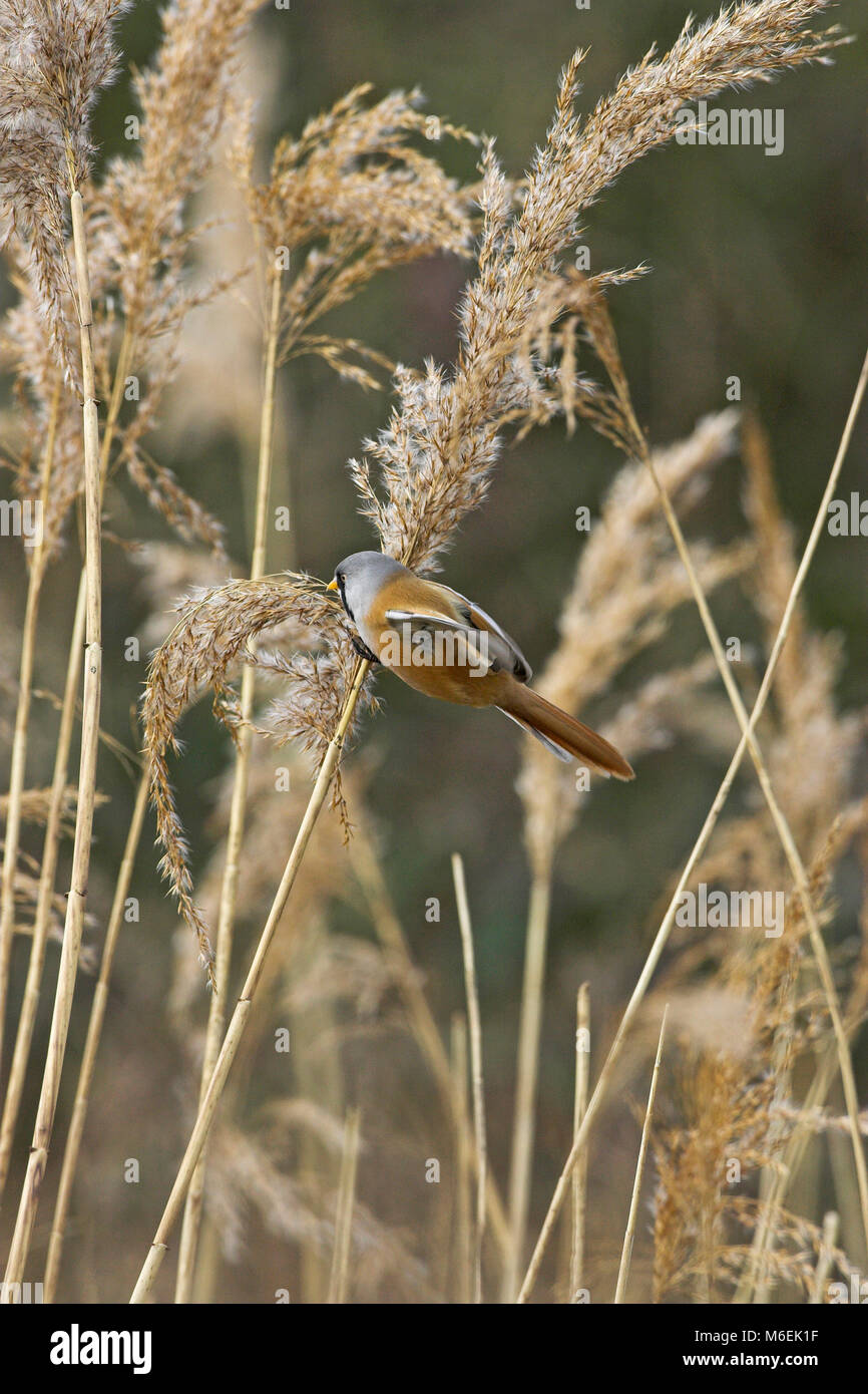 Bearded tit Panurus biarmicus in reed bed setting in winter Radipole ...
