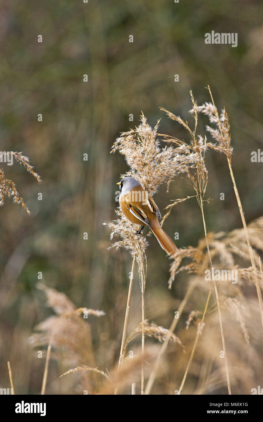Bearded tit Panurus biarmicus in reed bed setting in winter Radipole ...