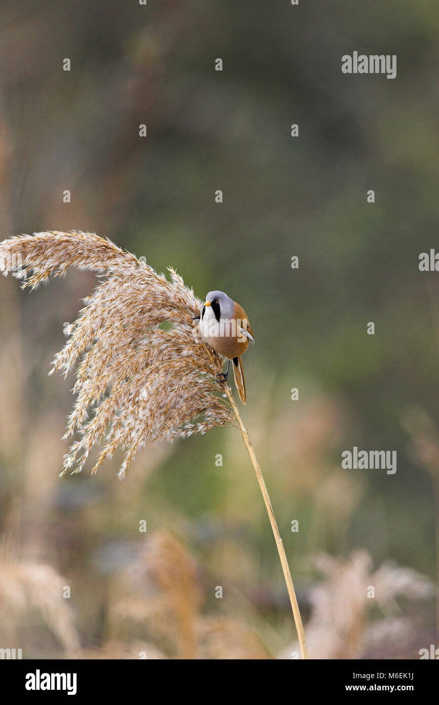Bearded tit Panurus biarmicus in reed bed setting in winter Radipole ...