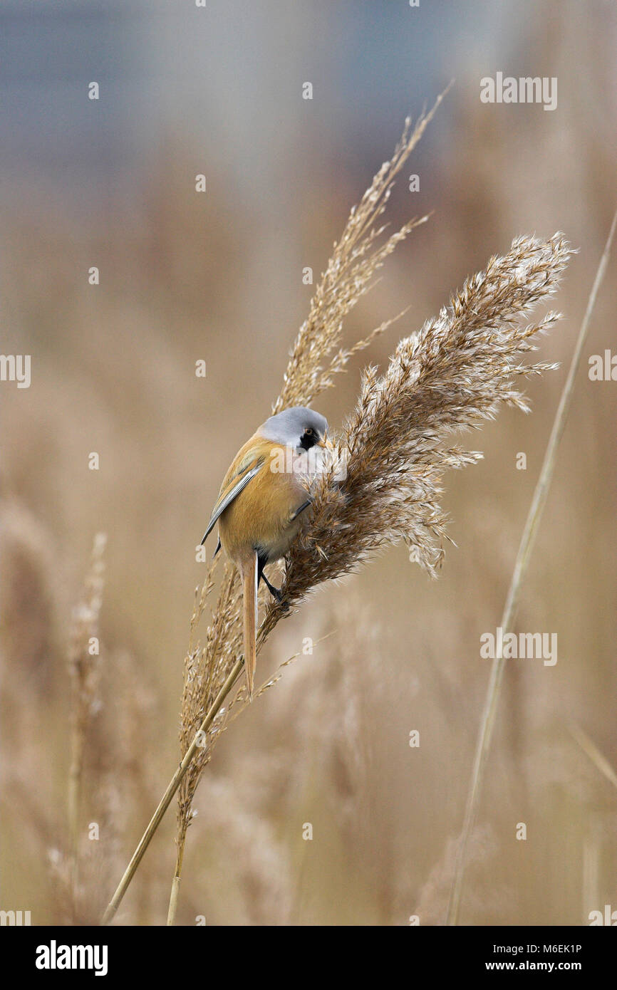 Bearded tit Panurus biarmicus in reed bed setting in winter Radipole ...
