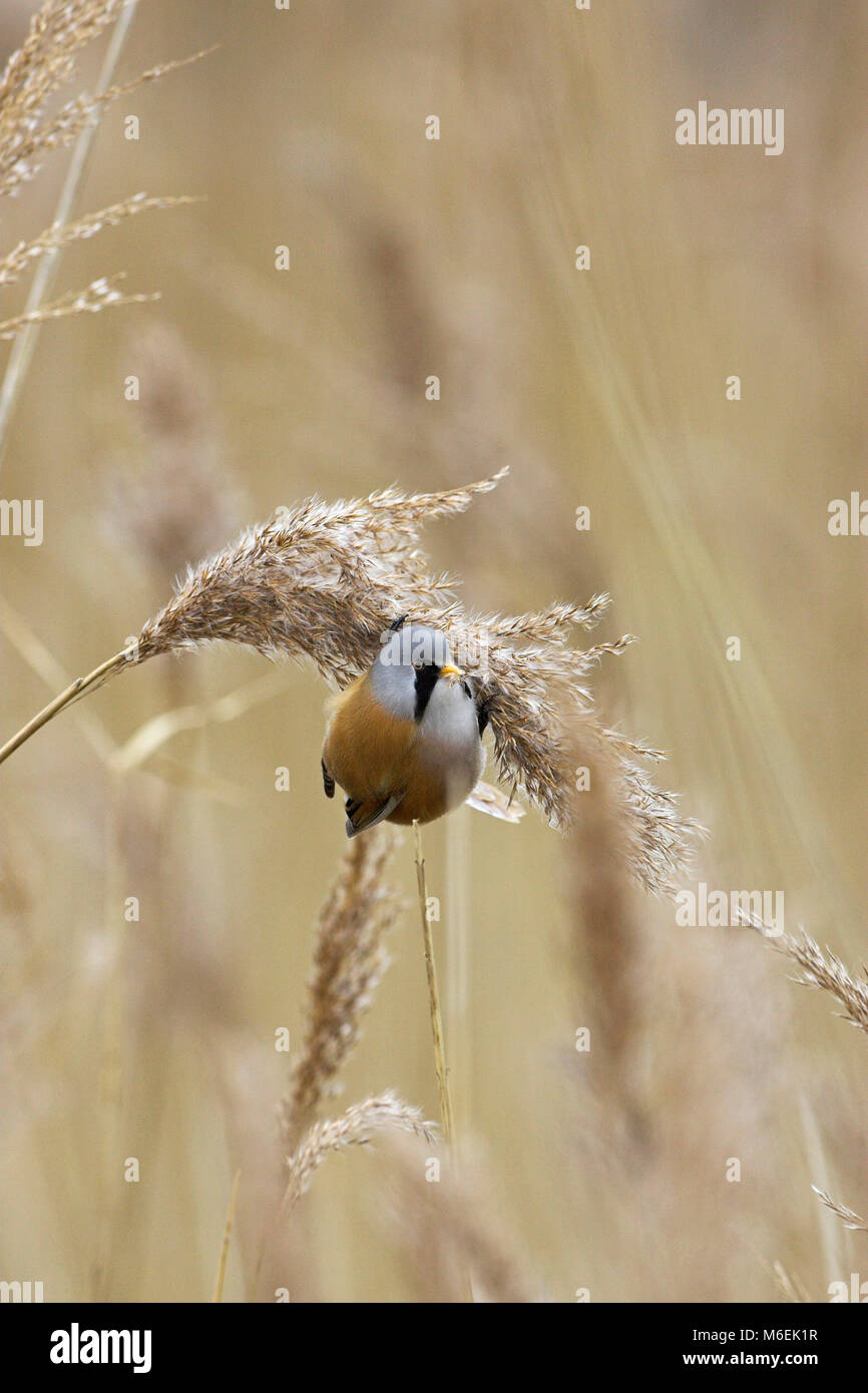 Bearded tit Panurus biarmicus in reed bed setting in winter Radipole ...