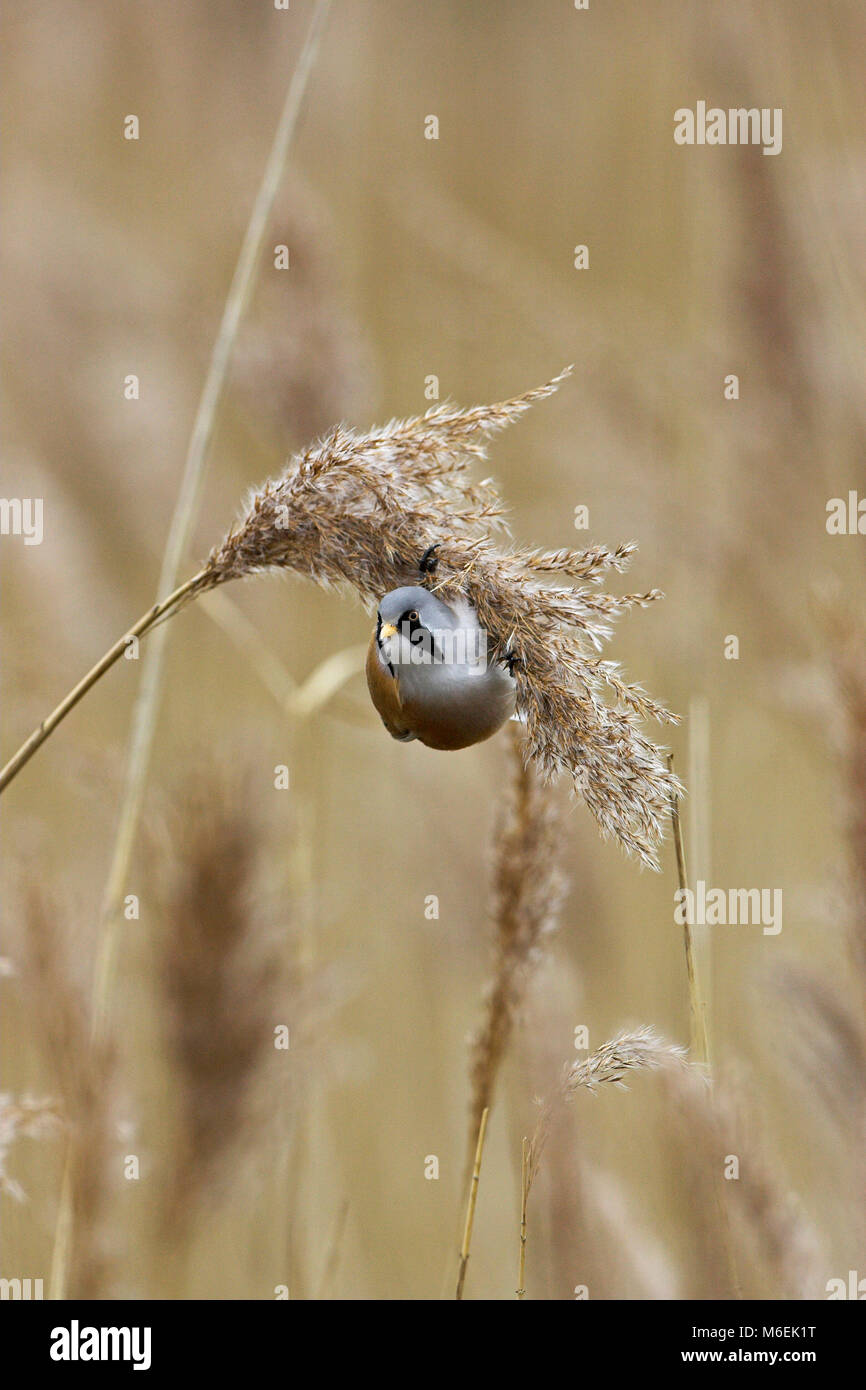 Bearded tit Panurus biarmicus in reed bed setting in winter Radipole ...